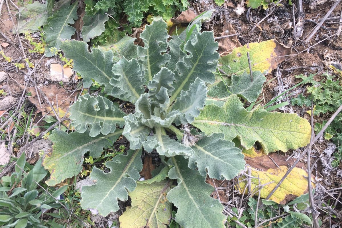 Plantas Planta - Todo lo que debes saber