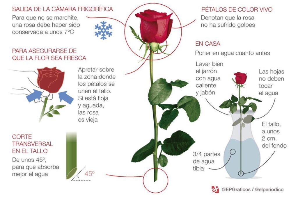 Plantas Rosas - Todo lo que debes saber