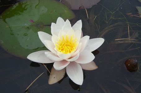 Conoce dos tipos de Nymphaeas: Nenúfar Blanco y Loto Azul - Plantas ...