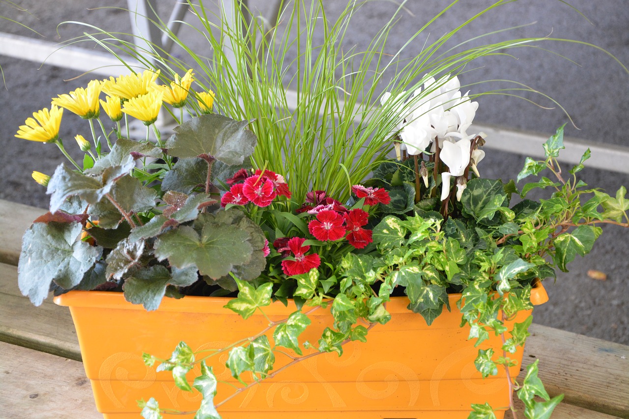 Plantas Maceta - Todo lo que debes saber