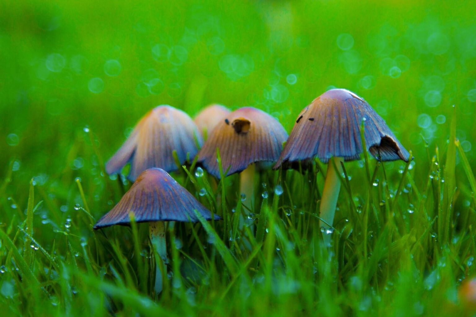 Plantas Hongos - Todo lo que debes saber