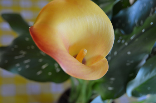 Plantas Cuidado de las plantas - Todo lo que debes saber