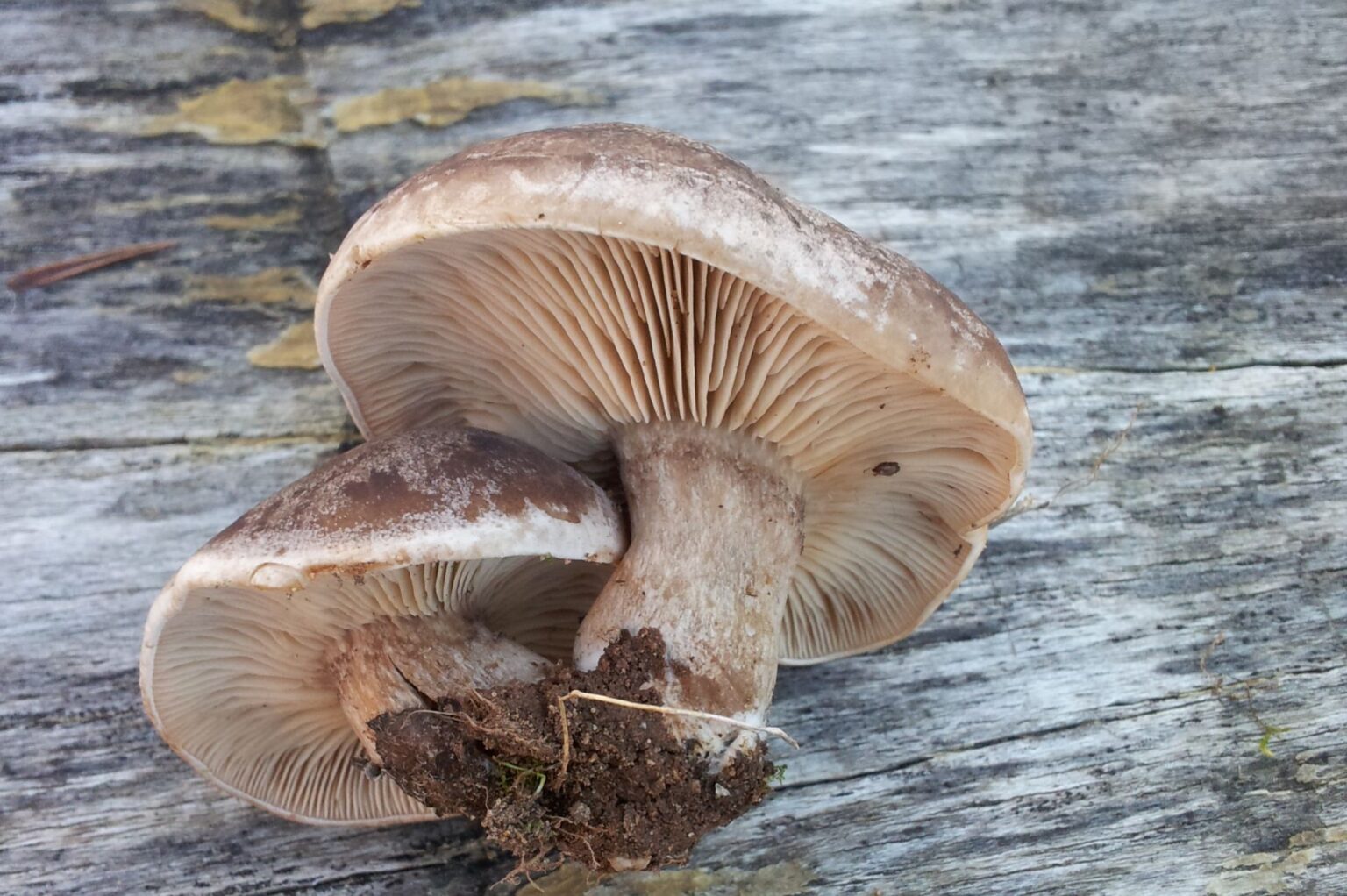 Plantas Setas - Todo lo que debes saber