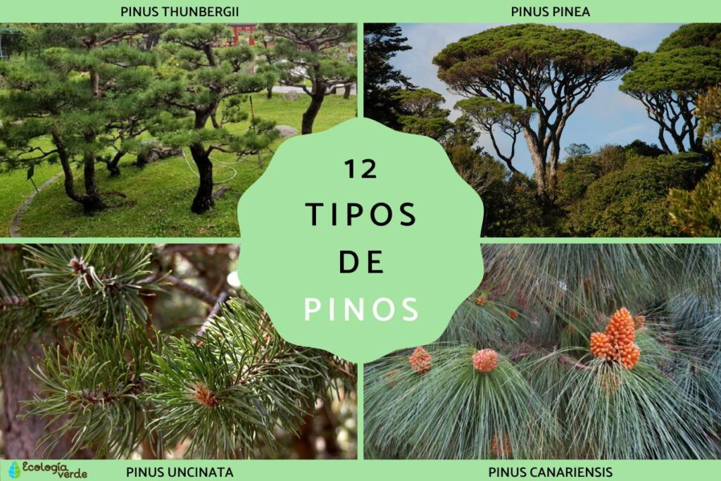 Plantas Pinos Todo Lo Que Debes Saber
